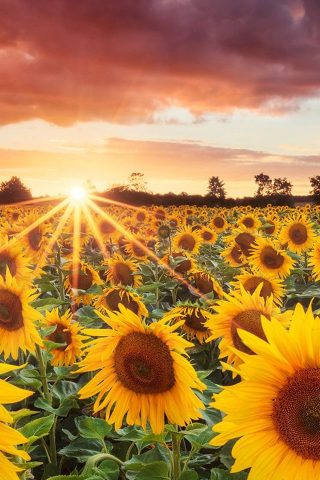 Sunflower Wallpaper - Wallpaper Sun